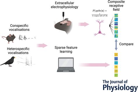 Composite Receptive Fields In The Mouse Auditory Cortex Lu 2023 The Journal Of Physiology