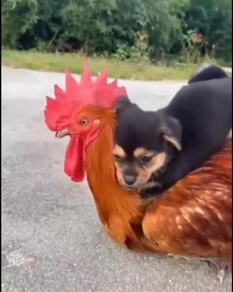 Black Bitch Rides Cock In Public Rshitposting