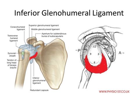 Arthroscopic Capsular Plication Flashcards Quizlet