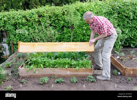 Creation Of Organic Garden Kohlrabi And Radish Raphanus Sativus