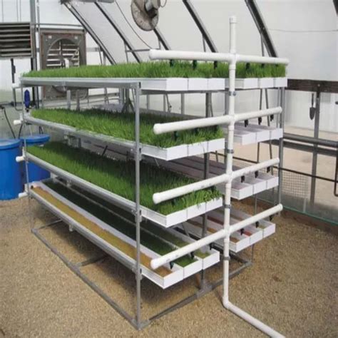 Sprouted Barley Fodder Hydroponic Fodder Growing System Starter