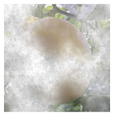 Sample Of Image Augmentation In Outdoor And Indoor Datasets A Download Scientific Diagram