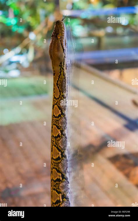 Funny Animal Behavior A Reticulated Python Climbing Up Against A Glass