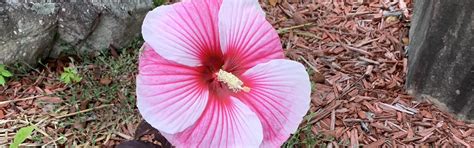 Murphy Elementary School