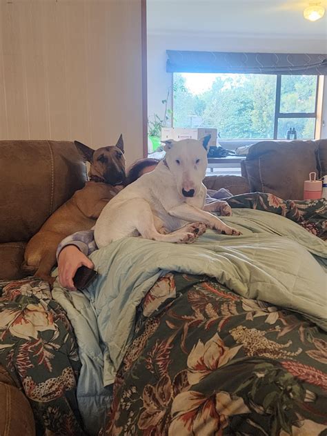 My Wife Isnt Feeling Very Well But Luckily We Have Supportive Dogs