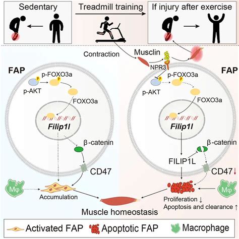 Cell子刊：缪洪明康夏唐康来团队揭示运动调控肌肉稳态的分子机制生物科技健康一线资讯