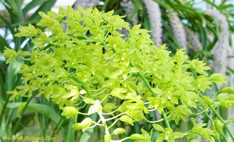 Orchids Flowers Pictures Bulbophyllum Vanda Cattleya Cymbidium Phalaenopsis Dendrobium Culture