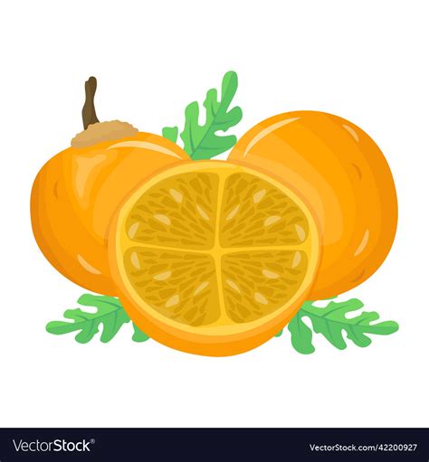 Mandarin Royalty Free Vector Image VectorStock