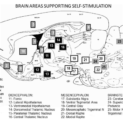 Sagittal Section Of Rat Brain Depicting Some Areas Known To Support
