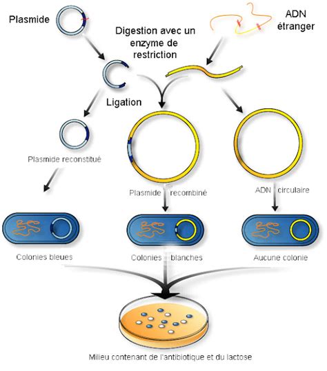 Tp Le Clonage Moléculaire Ou Technologie De Ladn Recombinant ~ Cours