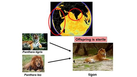 1 1st lec introd classification phylogeny tree diagrams and