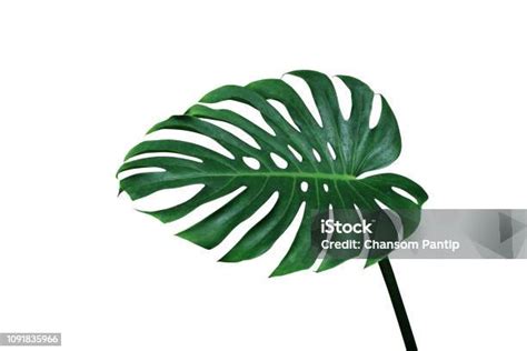 Monstera 또는 분할 잎 Philodendron 의 녹색 잎 열 대 경 엽 식물 클리핑 경로 포함 흰색 배경에 고립 잎에 대한 스톡 사진 및 기타 이미지 Istock