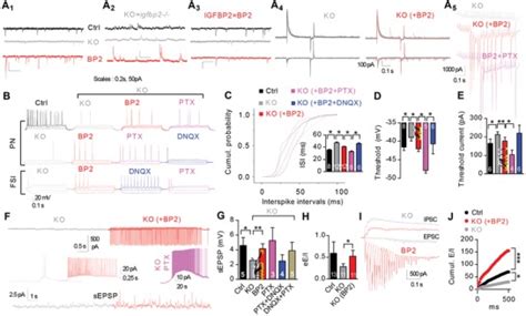 IGFBP Plays An Essential Role In Cognitive Development During Early Life PMC