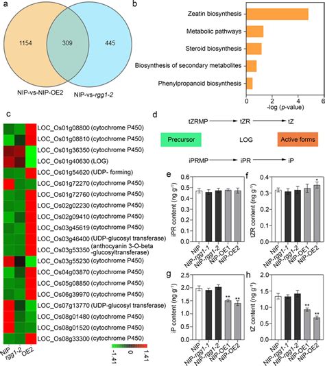 Transcriptome Profiles Of Nip Rgg12 And Nip Oe2 A Differentially