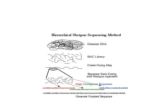 Genome Sequencing Proteomics Bioinformatics Ppt