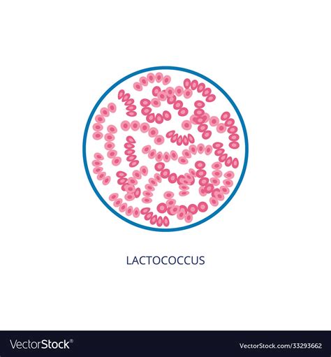 Lactococcus Bacterias Under Microscope View Vector Image