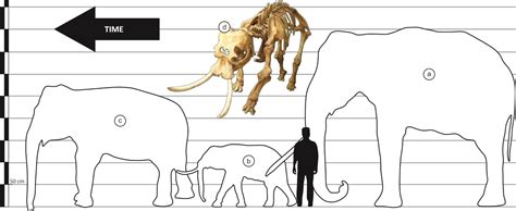 Pygmy Elephant Size Comparison