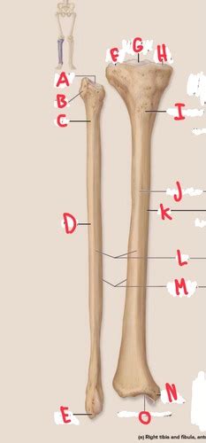 Tibia And Fibula Flashcards Quizlet