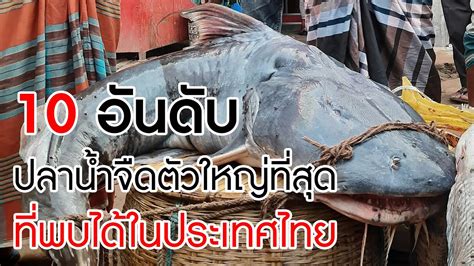 10 อันดับ ปลาน้ำจืด ตัวใหญ่ที่สุดที่พบในประเทศไทย ไม่นับปลานอกปลาไฮบริด Youtube