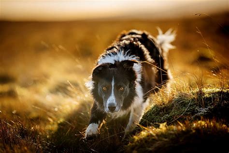 개 보더 콜리 Hd 배경 화면 Wallpaperbetter 개 보더 콜리 Hd 배경 화면 Wallpaperbetter