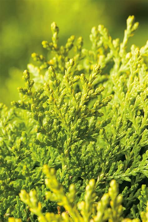 Thuya Dorient Aurea Nana Jardiland