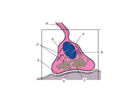 The Structure Of A Typical Synapse Quiz