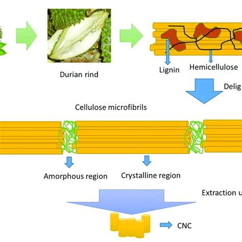 Schematic Representation Of The Delignification And Extraction