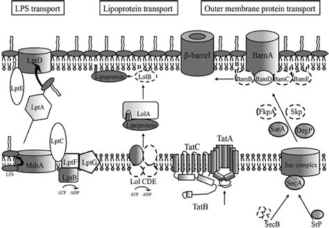 Membrane Biogenesis Pathway Conserved Features In H Pylori Dark Download Scientific Diagram
