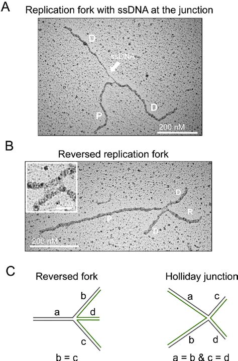 Dna Replication Fork Microscope