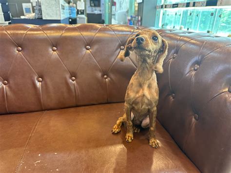 푸들 순돌 애완견성격 반려견성격 소형견크기 중형견크기 미니비숑프리제크기 토이푸들크기 골든리트리버크기 래브라도리트리버크기 닥스훈트크기 도베르만크기 말티치크기 말티폼크기 보더