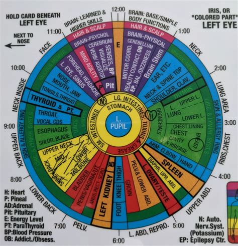 Iridology Chart Of Eye Reflexology Informacionpublicasvetgobgt