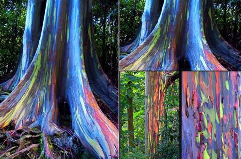 1000 Images About Tree Bark Art On Pinterest Acrylics Paint And Trees