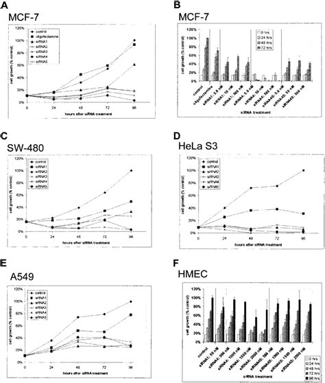 Effect Of Small Interfering Rna Sirna Transfection On Proliferation Download Scientific