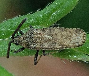T Scrupulosa Teleonemia Bugguidenet
