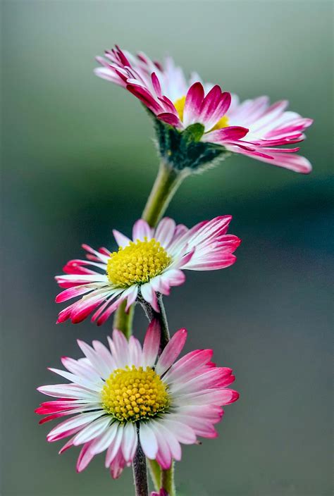 คลังภาพถ่ายฟรีของ Osteospermum กลีบดอก การจัดดอกไม้ การถ่ายภาพธรรมชาติ การถ่ายเรณู การทำสวน