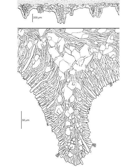 Hyphoderma Transiens