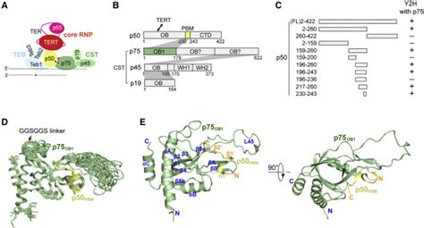 Structural And Functional Insights Into Cst Tethering In Tetrahymena Thermophila Telomerase
