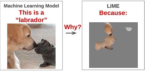 Explainability Of A Model In Image Classification