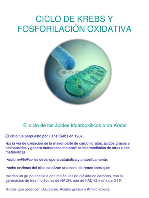 Ciclo De Krebs Y Fosforilación Oxidativa Pdf Ciclo Del ácido