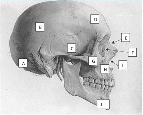 Skull Diagram Diagram Quizlet