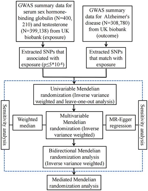 Frontiers Causal Association Of Sex Hormone Related Traits With