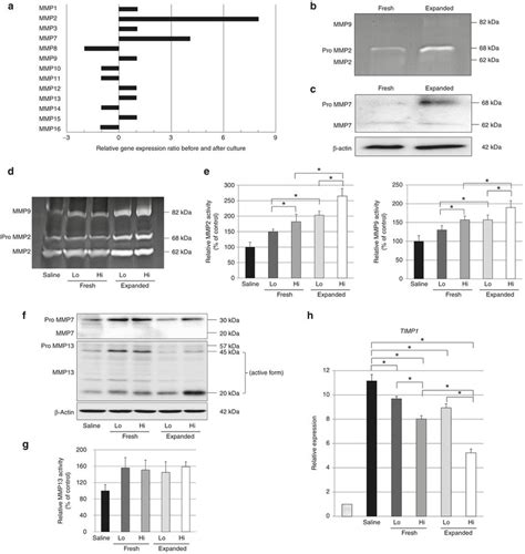Expanded Pb Cd34 Cells Secrete Mmps A The Rt2 Profiler Pcr Array Download Scientific