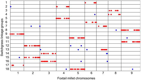 Sequence Alignment Of Snps In Switchgrass Paternal Linkage Groups To
