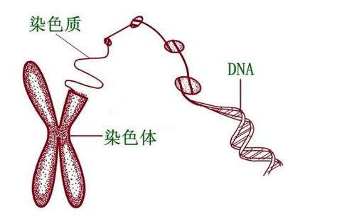 染色体微重复为多态是什么意思 百度经验