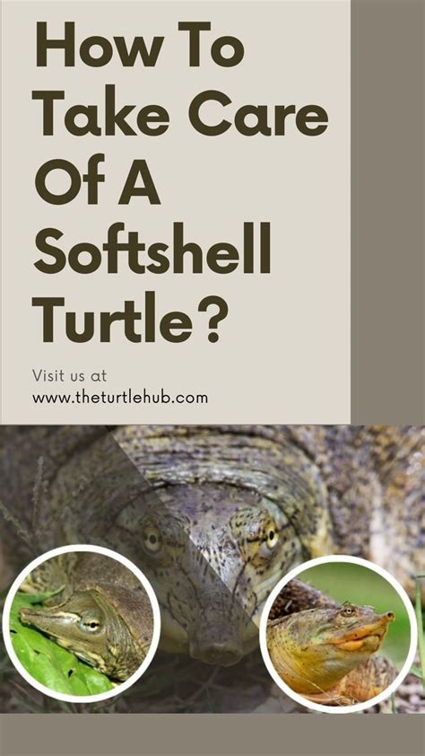 How To Take Care Of A Softshell Turtle Beginners Guide Turtle Care Turtle Softshell