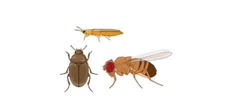 Insects Definition Types And Examples I Notesbard