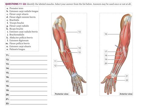 A Pronator Teres B Extensor Carpi Radialis Longus