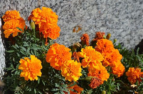 가을 바람의 꽃 데이지 사진술 고 화질 데스크 톱 배경 일러스트 및 사진 무료 다운로드 Pngtree