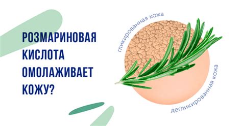 Розмариновая кислота омолаживает