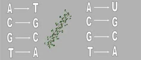 R语言Biostrings生物序列处理函数 知乎